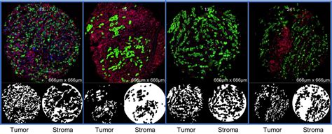 Schematic Of Multilabel Immunofluorescence Staining Of Four