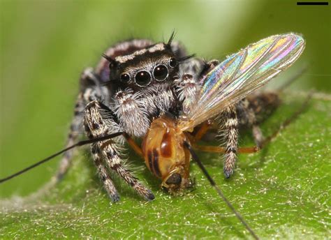 Spiders Eat Up To Million Tons Of Insects Each Year Live Science