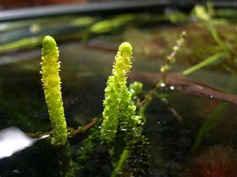 АПОНОГЕТОН БУЛЛОЗУС (Aponogeton bullosus) » Домашний аквариум