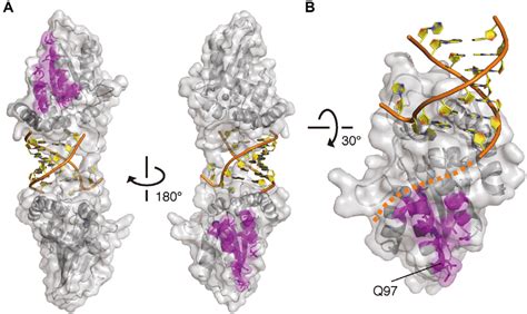 A View Of The Vif Interaction Interface In The Cpza3h Dimer A Two