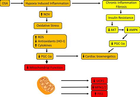 The Critical Role Of The Adipocytokine NOV In Obstructive Sl