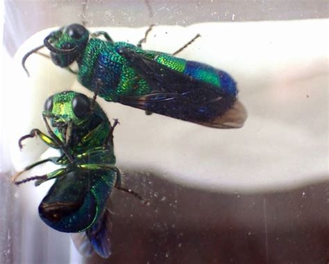 イラガセイボウ羽化、美し過ぎる寄生生物 虫撮る人々