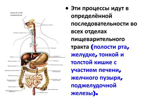 Физиология пищеварения презентация онлайн