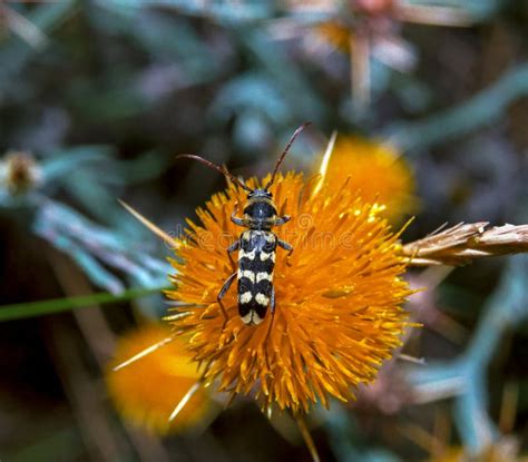 The Longhorn Beetle Leptura Quadrifasciata Yellow Beetle With Black