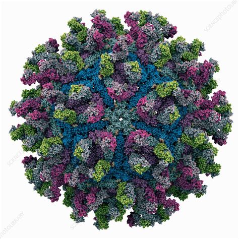 West Nile Virus Capsid With Fab Fragments Stock Image C0355820
