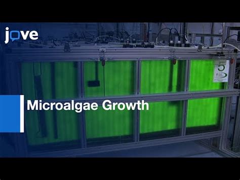 Microalgae Growth In Photobioreactors By Flue Gas Protocol Preview YouTube