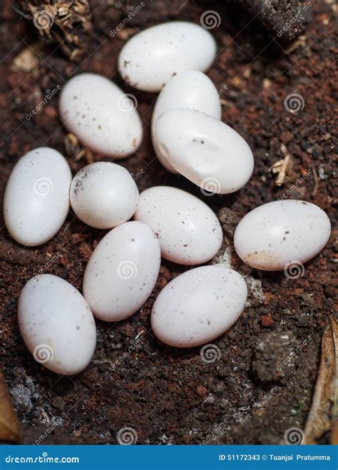 Oeufs de serpent image stock Image du marais asie mémoires 51172343