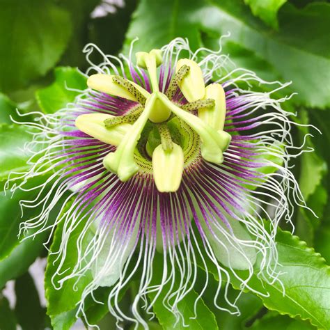10 Purple Passion Fruit Cuttings Etsy