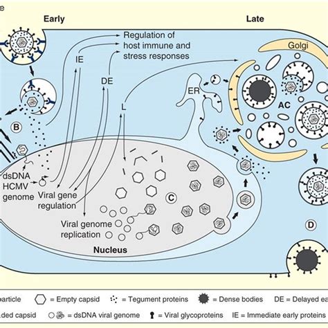 Overview Of The Human Cytomegalovirus Life Cycle A Virions Enter The