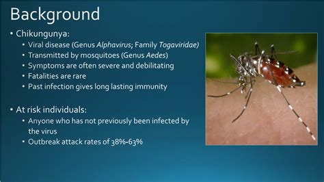 Ppt Chikungunya Powerpoint Presentation Free Download Id2379029