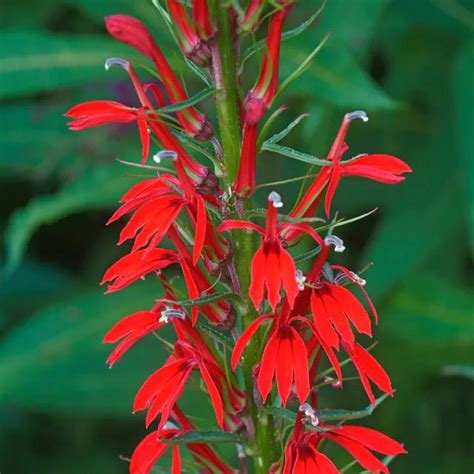 Cardinal Flower Plant Sets Ii