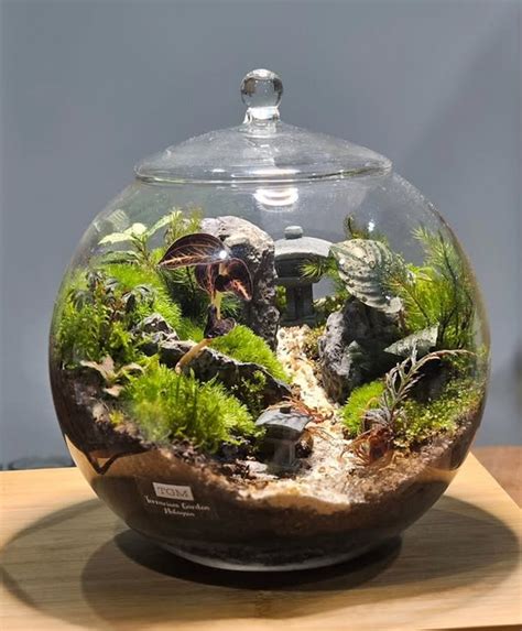Terrário Fechado Dicas De Plantas Passo A Passo E Inspirações
