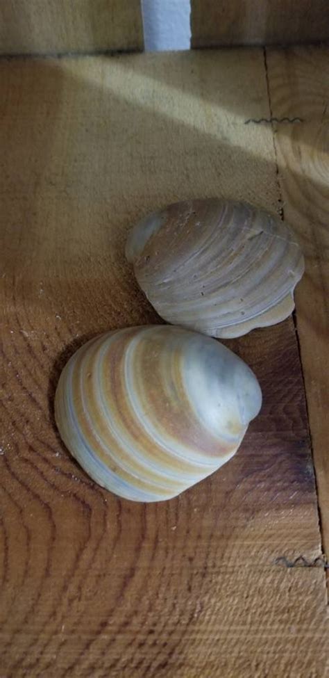 Fossilized Shells Petrified Sea Shells Clam Shells Alter Good Turn To Stone Etsy Fossilized Shells Petrified Sea Shells Clam Shells Alter Good Turn To Stone Etsy