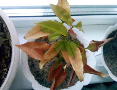 Гранат уход в домашних условиях выращивание из косточки пересадка