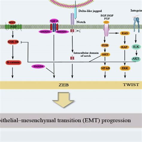 An Overview Of Signaling Pathways Effective In The Emt Process