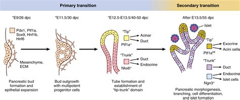 Development Of The Endocrine And Exocrine Pancreas Clinical Tree