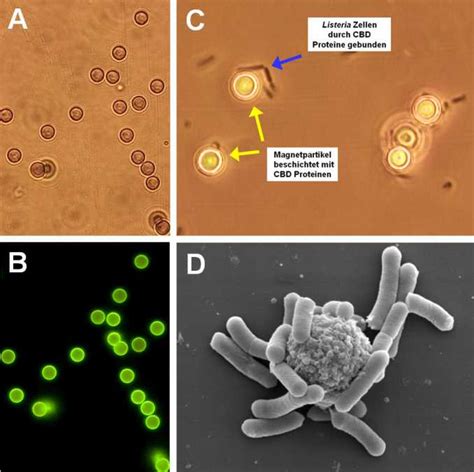Research Laboratory Of Food Microbiology Eth Zurich