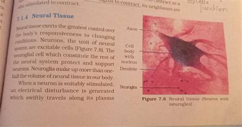 714 Neural Tissue Neural Tissue Exerts The Greatest Control Over The Bo
