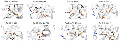 Diversity Evolution And Classification Of The Rna Guided Nucleases Tnpb And Cas12 Pnas
