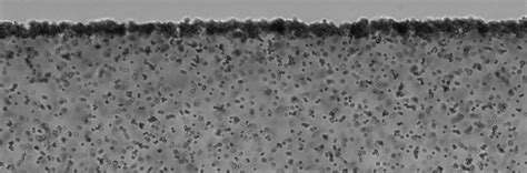 Robertson Anderson Soft Matter And Biophysics Lab