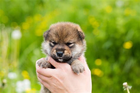 미나리 풀밭에서 소유자의 손에 귀여운 2 주 오래 된 시바 Inu 강아지의 클로즈업 초상화 가축에 대한 스톡 사진 및 기타