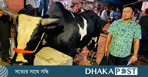 হাট কাঁপাচ্ছে ২০ মণের নোয়াখালীর ‘টাইটানিক