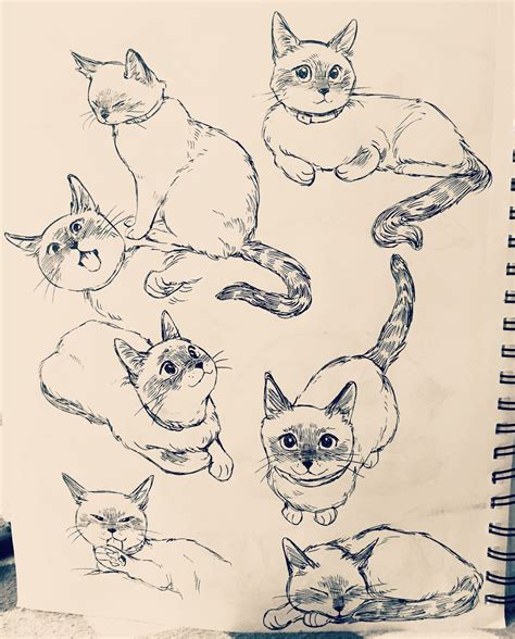 15 Easy Cat Drawing Ideas And Tutorials For Everyone Artofit