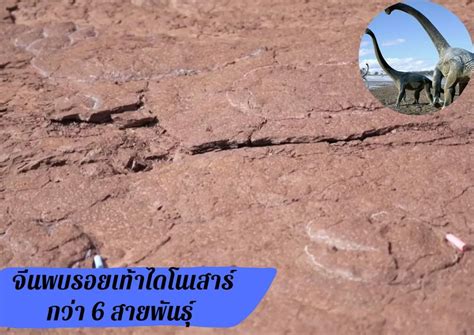 [รู้หรือไม่] รู้หรือไม่ ประเทศจีนค้นพบรอยเท้าไดโนเสาร์ทางตะวันออกของจีน สภาพสมบูรณ์และมีน้อย