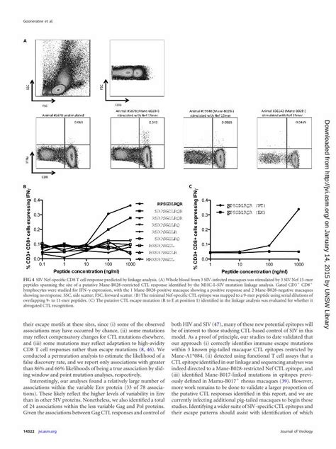Pdf Linking Pig Tailed Macaque Major Histocompatibility Complex Class