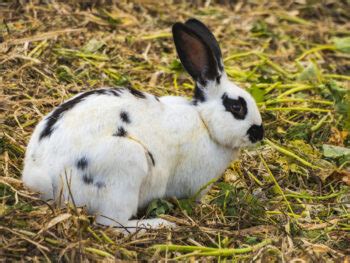 How Fast Can A Pet Rabbit Run Speed Comparison FAQs Hepper Pet Resources