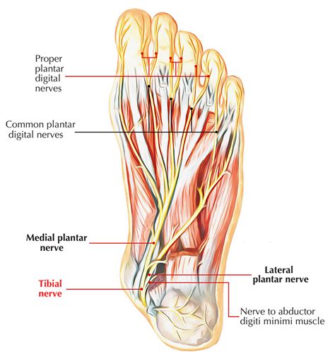 Medial Plantar Nerve Cheap Online