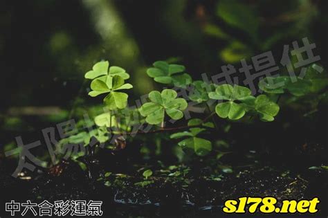 中六合彩先兆｜如何知道有沒有喜獲橫財的好運氣命格呢？ 谷哥香港六合彩樂透研究院