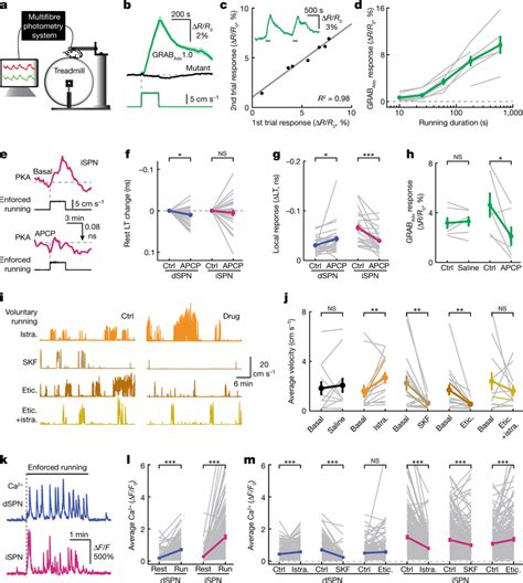 Locomotion Results In Acute Adenosine Accumulation A Schematic Of