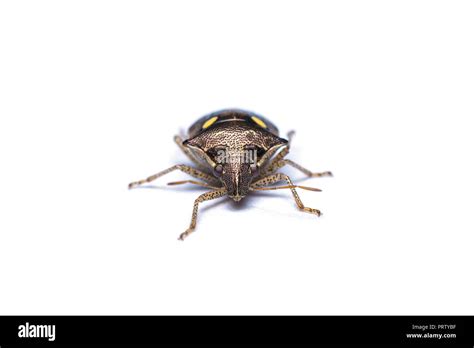 Two Spotted Sesame Bug Eysarcoris Guttiger Isolated On White