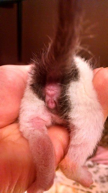 How To Tell The Sex Of A Newborn Kitten Captions Editor