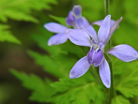 セリバヒエンソウ 芹葉飛燕草 無名子のよしなしごと