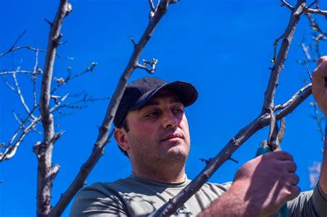 Premium Photo Gardener With Scissors Cutting Down Tree