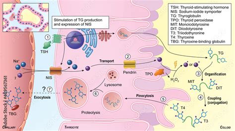 Thyroid Hormone Production