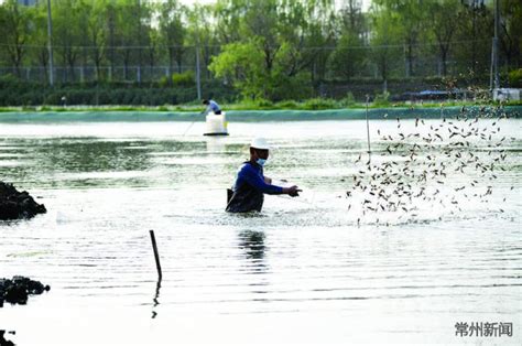 常州武城龙虾月底开售好货不怕等去年最大的龙虾有1两7钱 龙城茶座 化龙巷