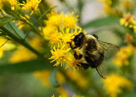 Introduced Bumble Bee Dominates Lower Mainland Pollinator Surveys Ubc