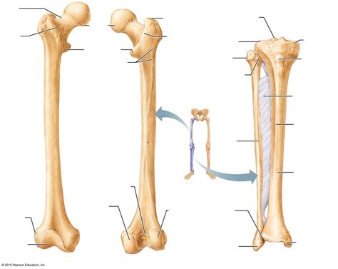 Lower Limb Anatomy Diagram Quizlet