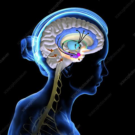 Papez Circuit Illustration Stock Image C0493375 Science Photo