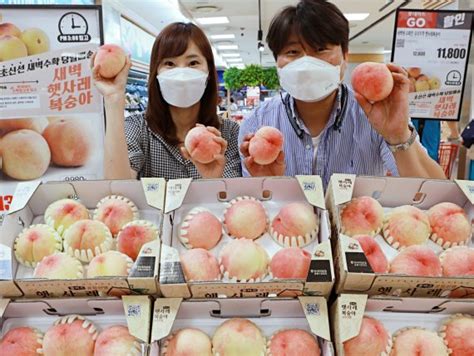 오늘 새벽 수확한 복숭아 오후에 롯데마트에서 만나요 파이낸셜뉴스