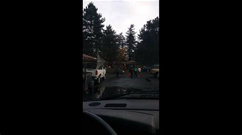 tree demo youtube