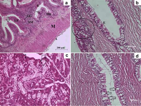 A Normal Frog Esophagusstomach Section In Frog Control Group Tunica