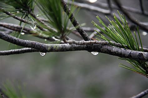 Wasser Zweig Baum Kostenloses Foto Auf Pixabay
