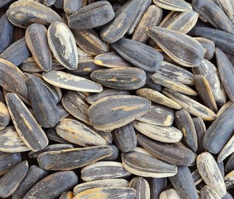 Improved Concrete Via Use Of Sunflower Seed Husks Sunflower Seeds