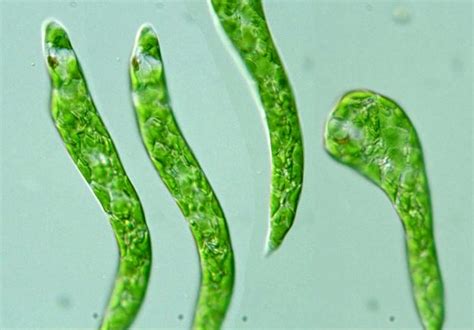 Protist Images Euglena Deses