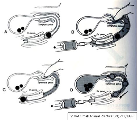 Urethral Obstruction Techniques To Relieve Obstruction And Management