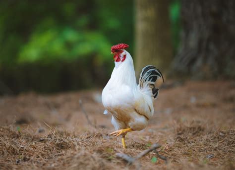 Autosexing Breeds Of Chickens